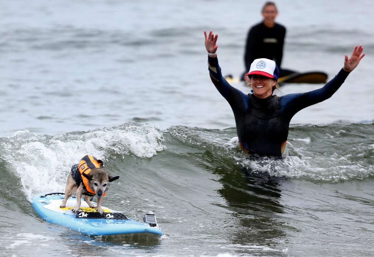 Surfing dogs show up to ride the waves at Pacifica beach