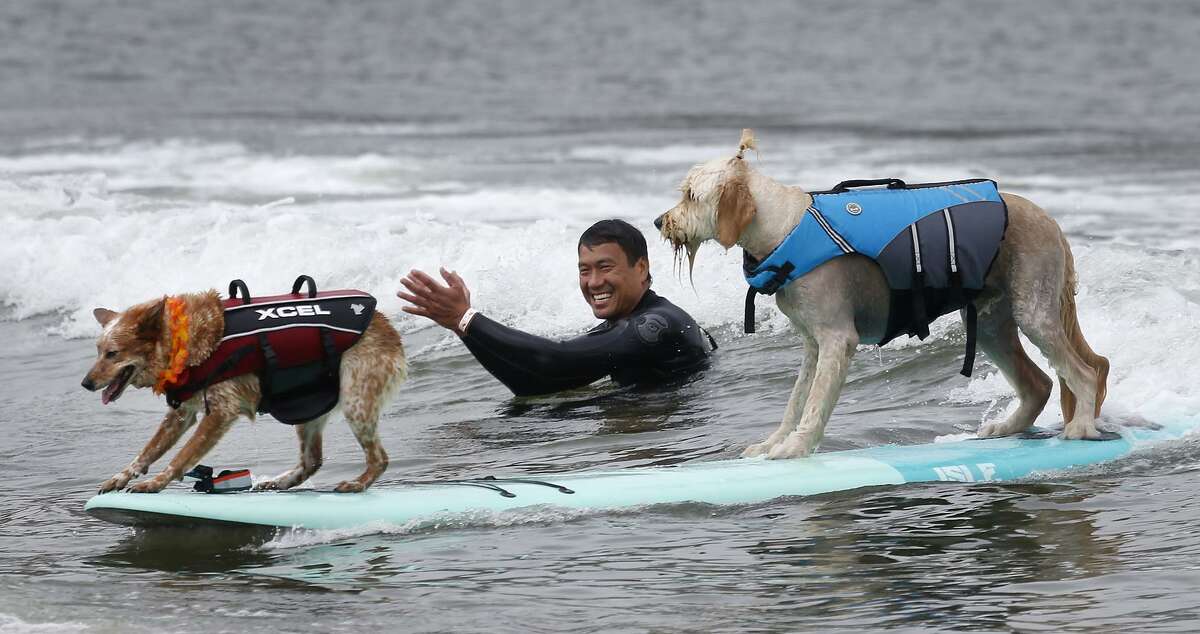 Surfing dogs show up to ride the waves at Pacifica beach