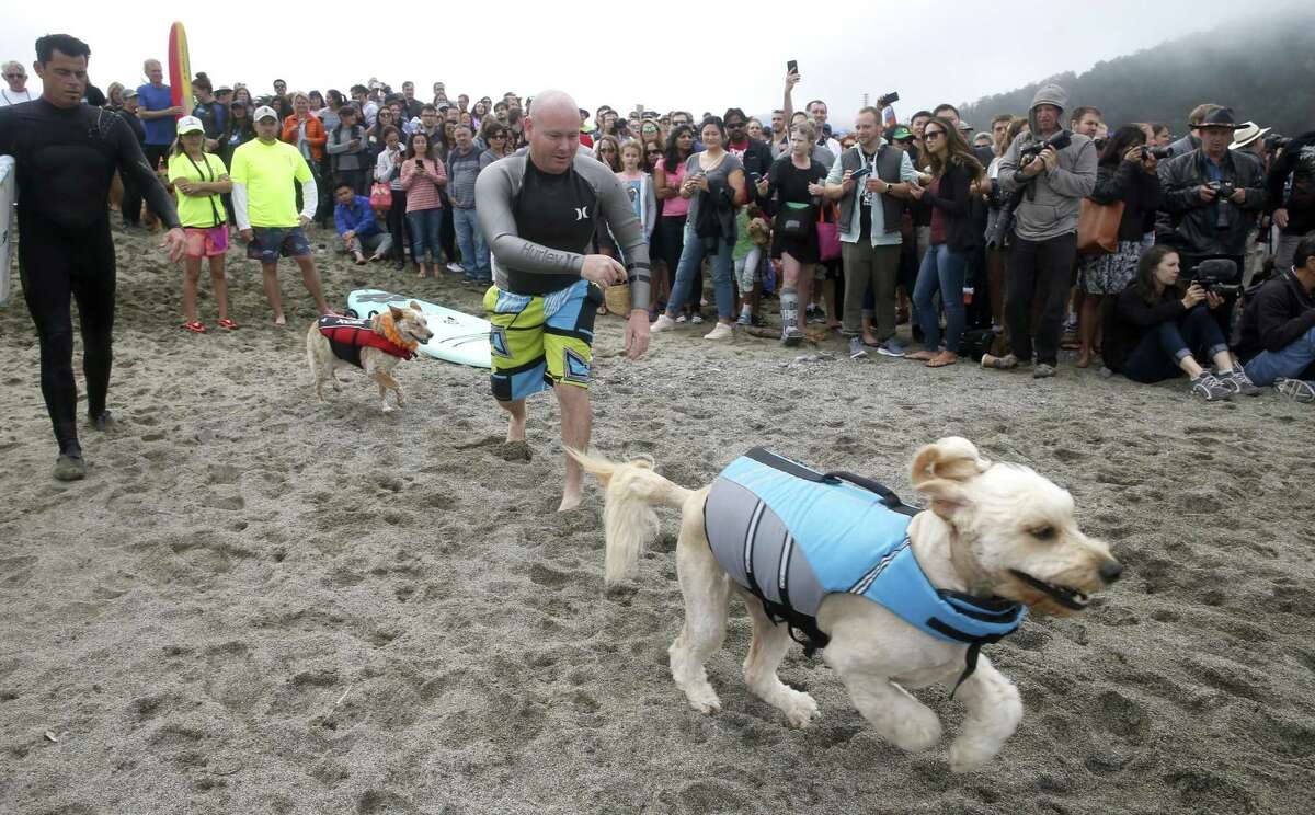Surfing dogs show up to ride the waves at Pacifica beach