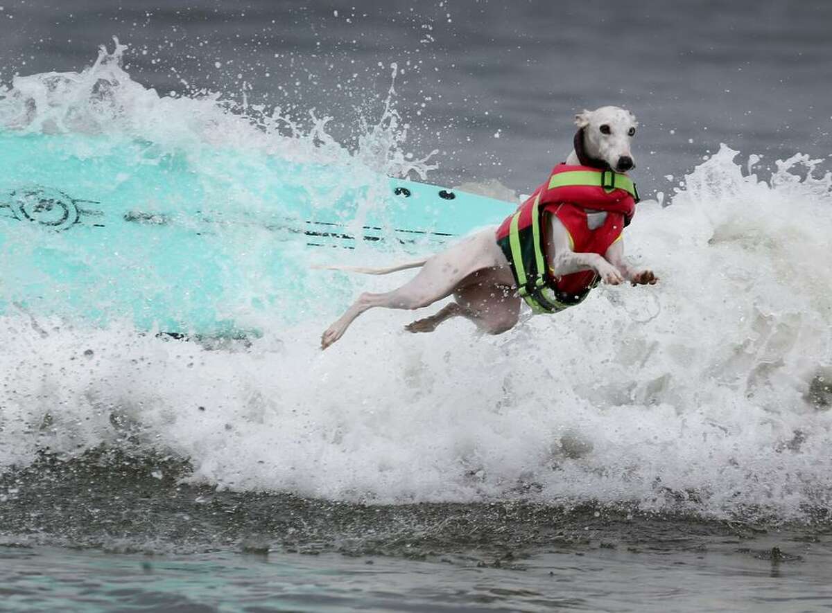 Surfing dogs show up to ride the waves at Pacifica beach