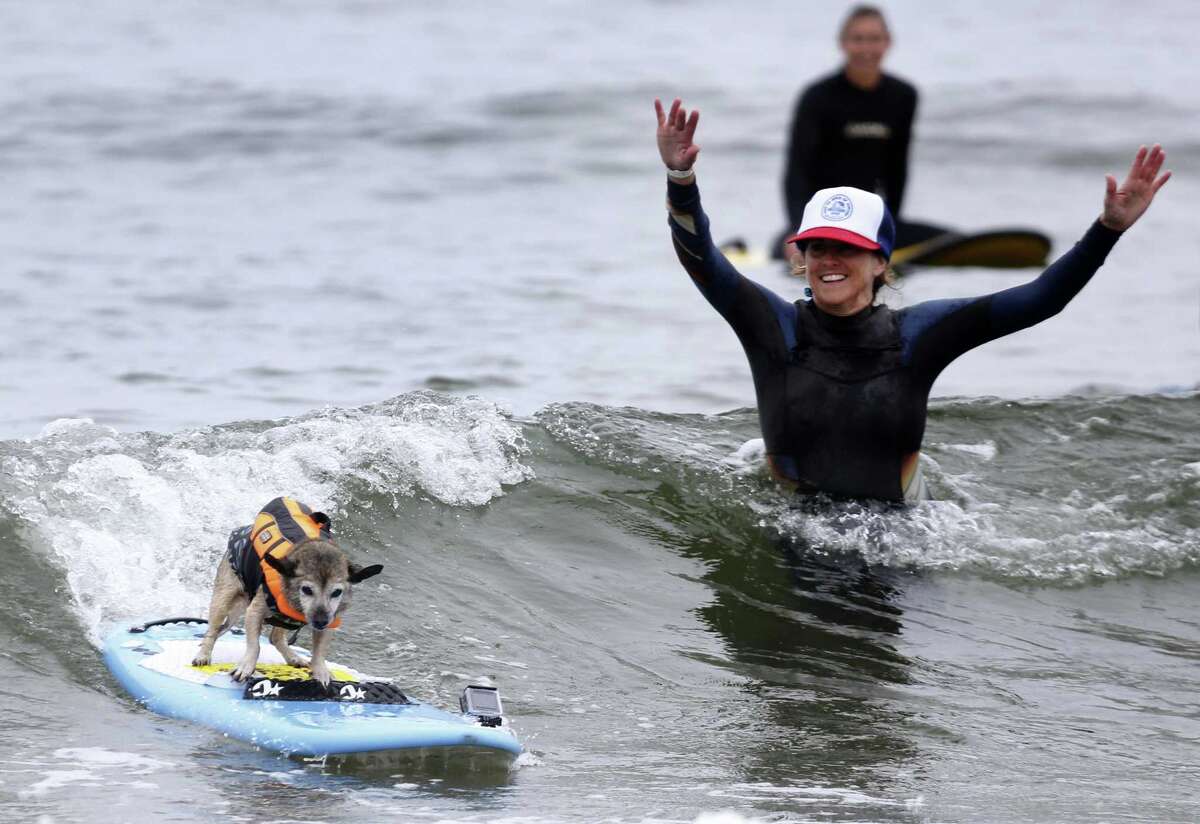 Surfing dogs show up to ride the waves at Pacifica beach