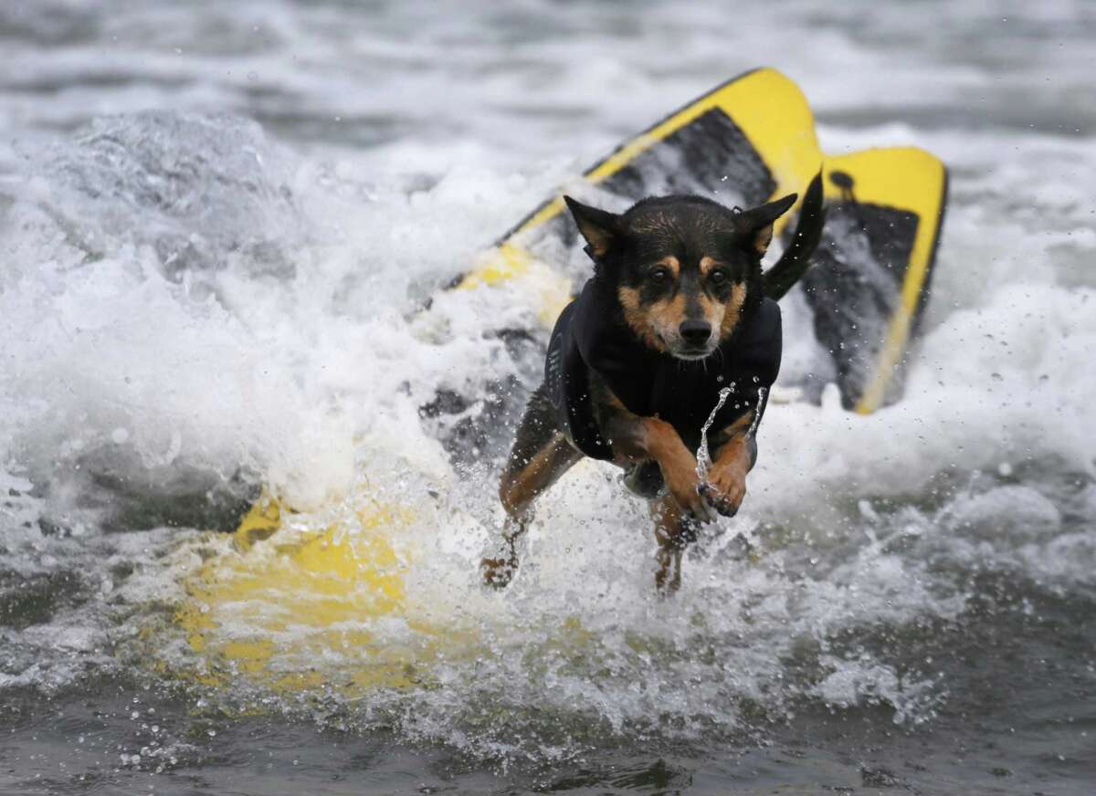Surfing dogs show up to ride the waves at Pacifica beach