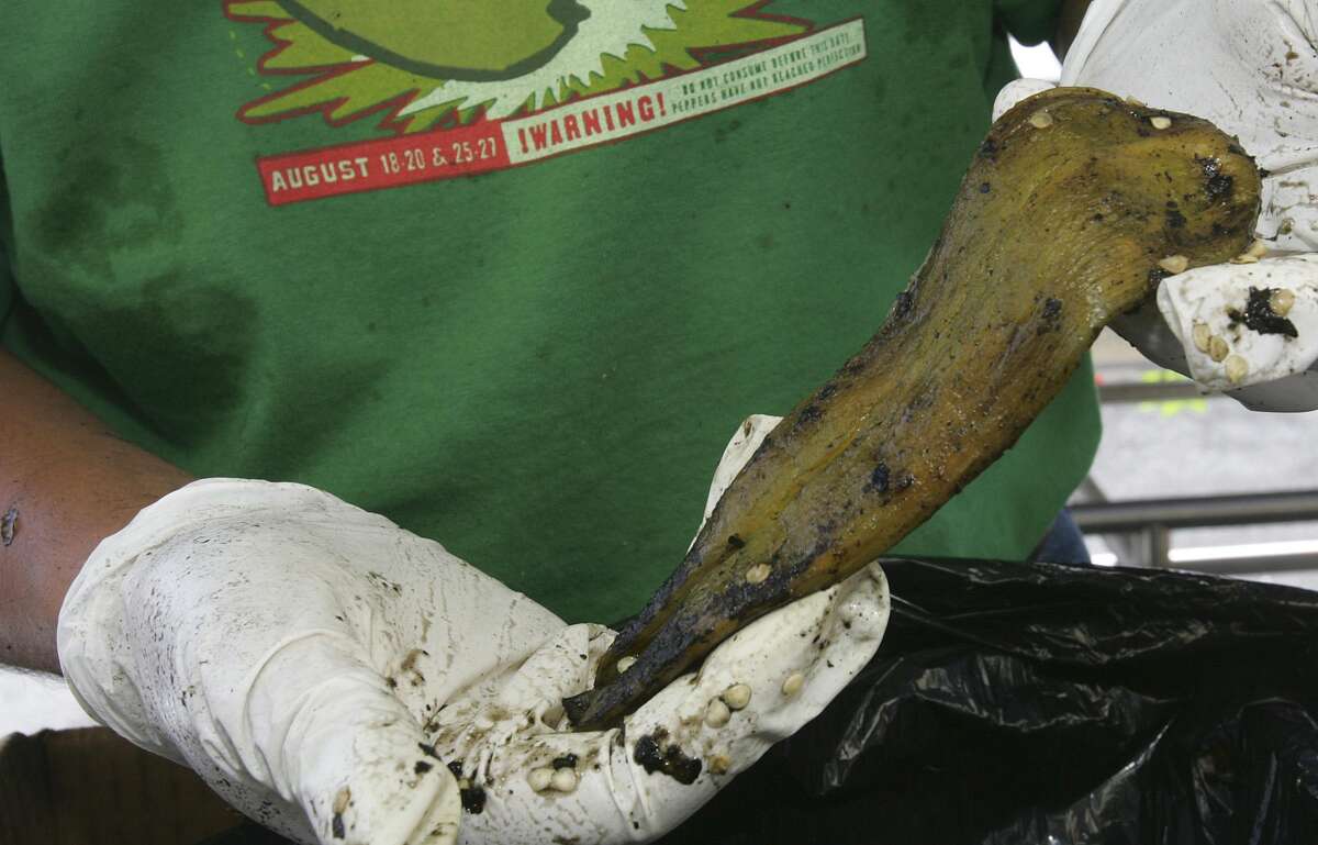 Latest batch of Hatch chile peppers has arrived in San Antonio