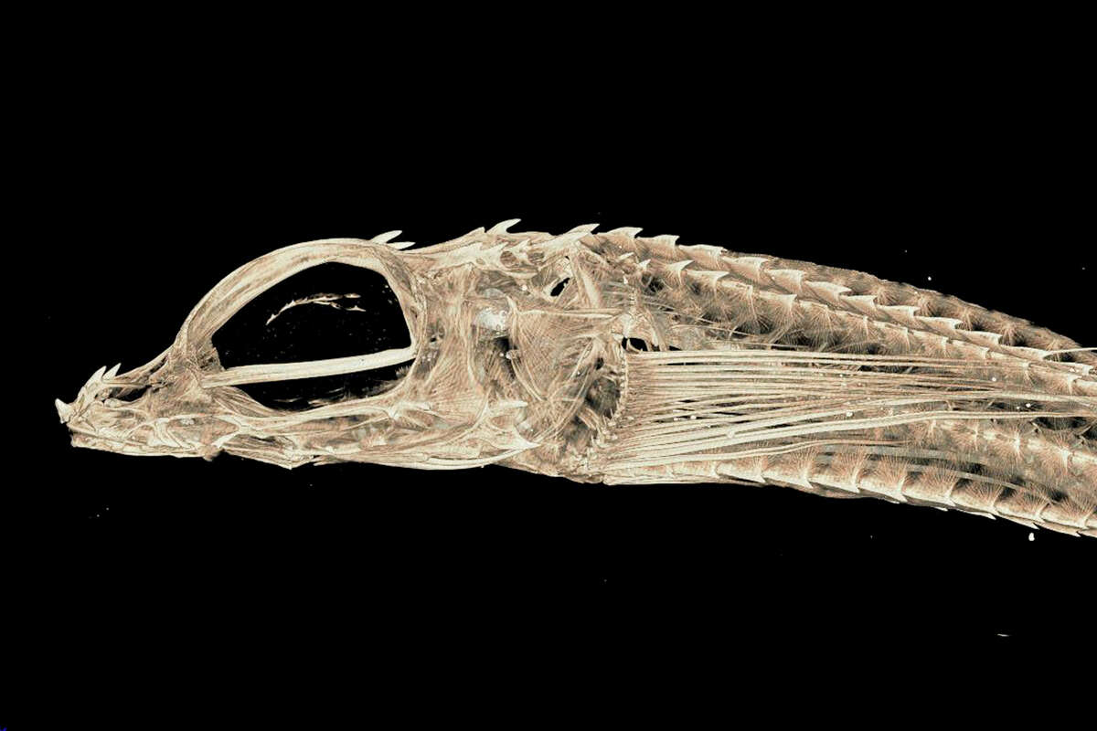 US-Scanning Fish Species
