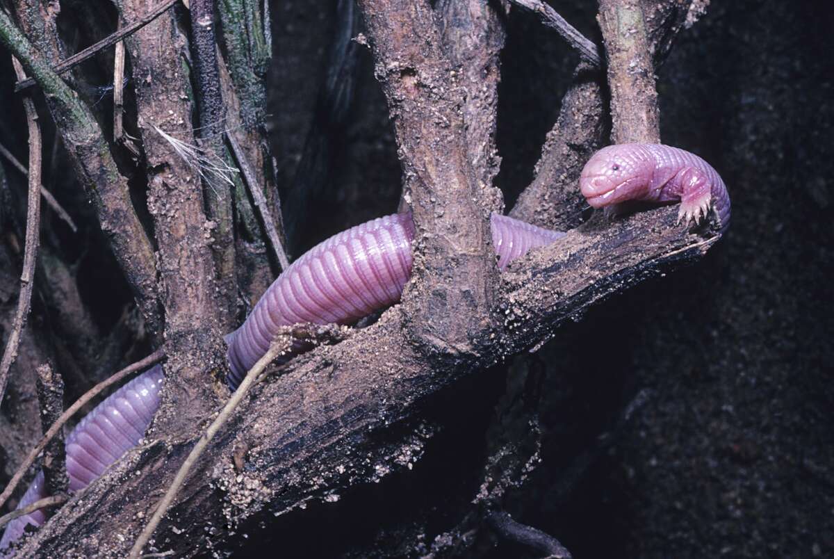 Mexican mole lizards: The elusive bright pink reptile found in Baja (Video)