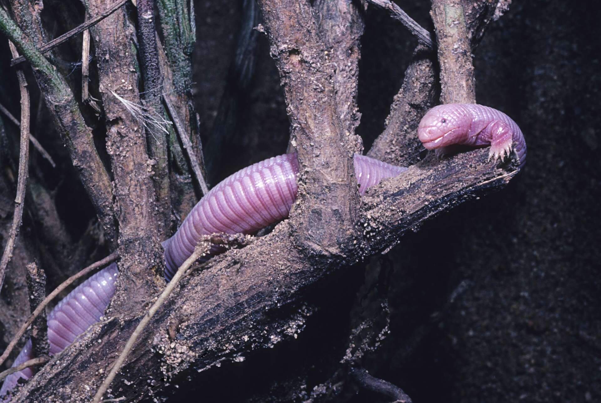 Mexican mole lizards: The elusive bright pink reptile found in Baja (Video)
