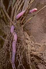 Mexican mole lizards: The elusive bright pink reptile found in Baja (Video)