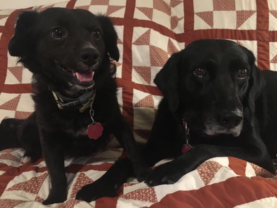 Search on nationwide for 2 dogs who were inside car stolen from S.A ...