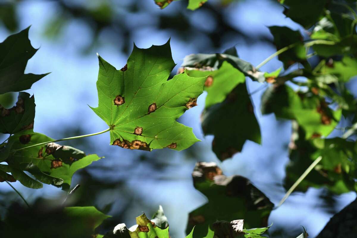 Maple leaves dropping, but maple syrup not at risk