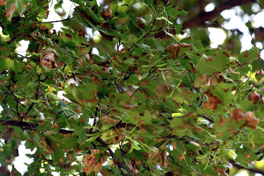 Maple leaves dropping, but maple syrup not at risk - Times Union