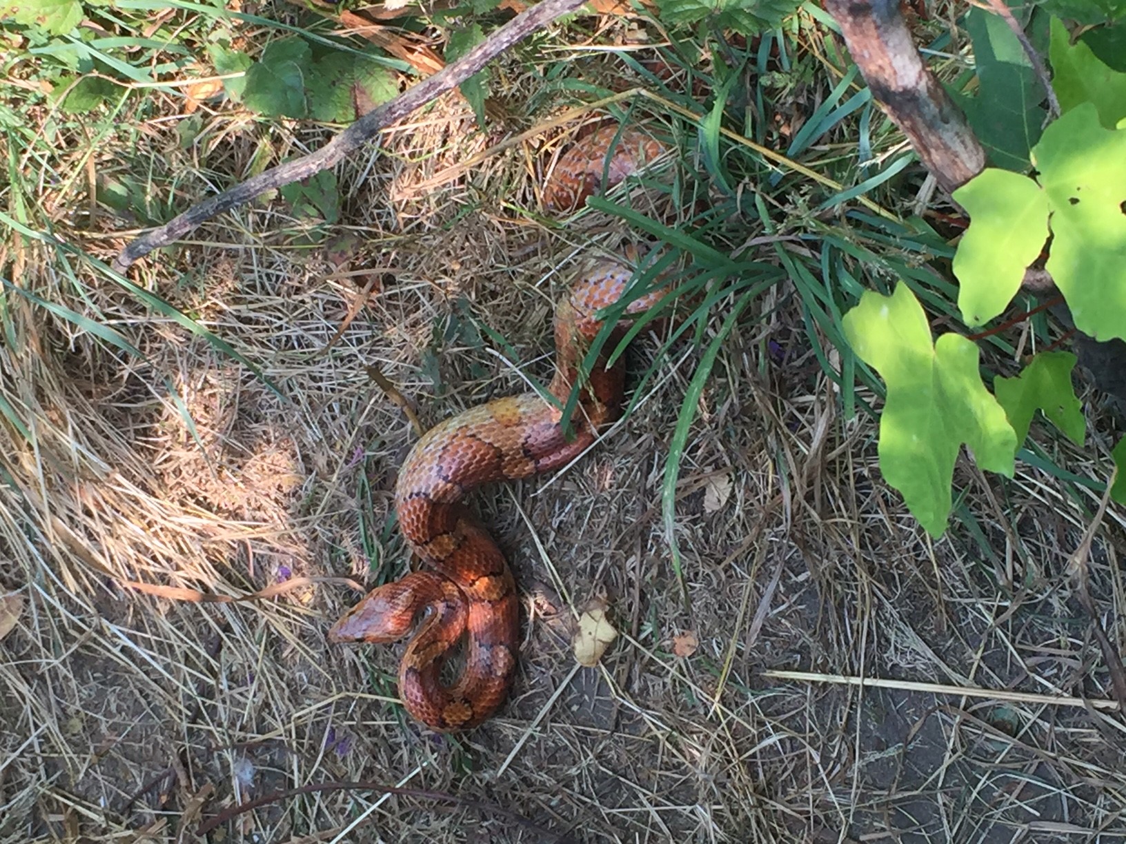 UPDATE: Deadly snake at Seattle park not so deadly
