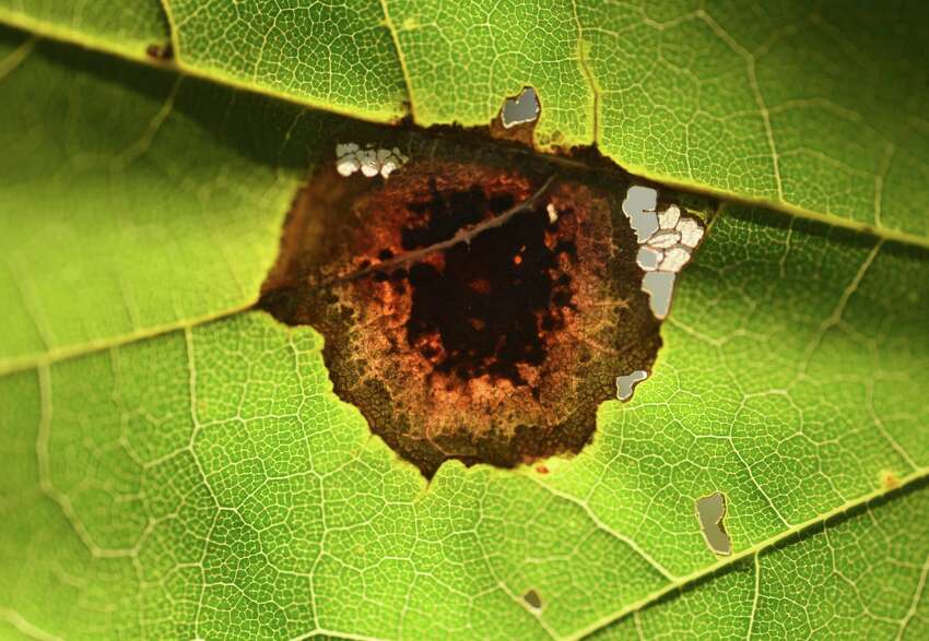 Fungal diseases strip maple trees in Capital Region