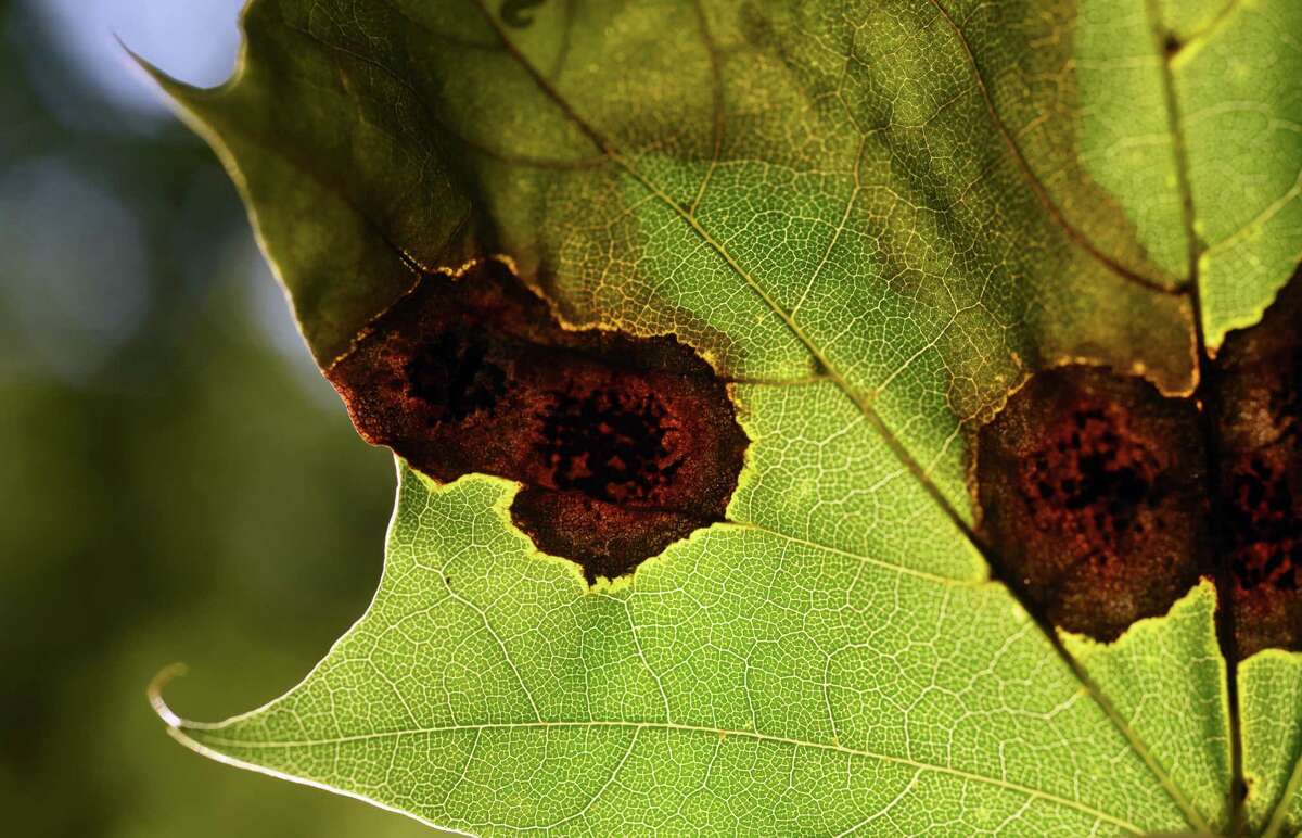 Fungal diseases strip maple trees in Capital Region