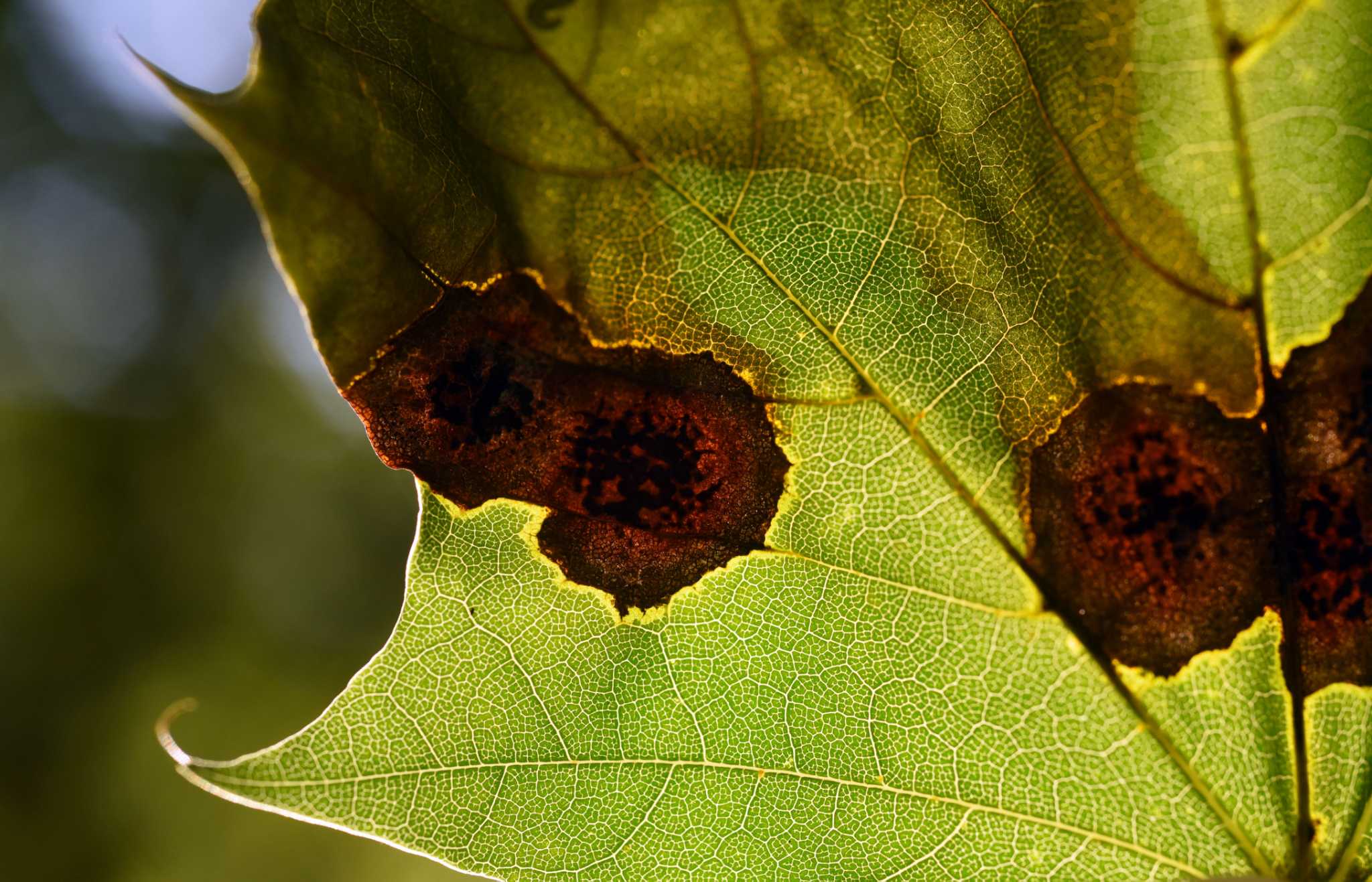 Fungal diseases strip maple trees in Capital Region