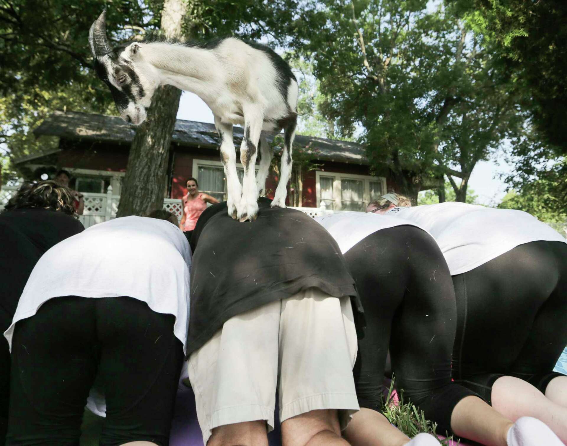 Goat yoga classes are perfect for Instagram photo-ops