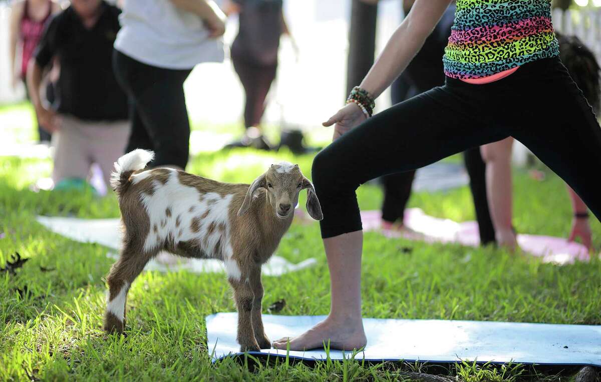 Goat yoga classes are perfect for Instagram photo-ops