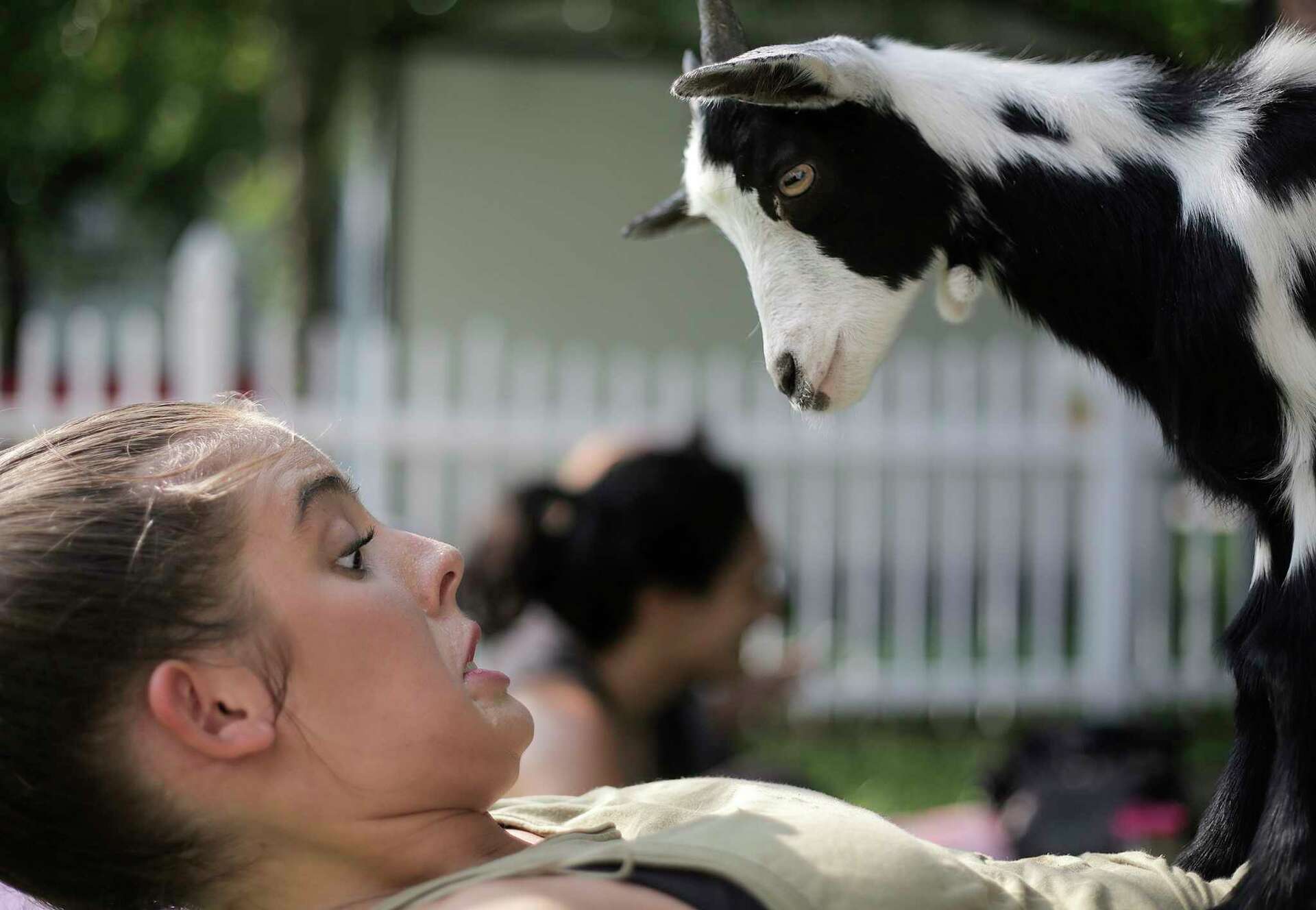Goat yoga classes are perfect for Instagram photo-ops