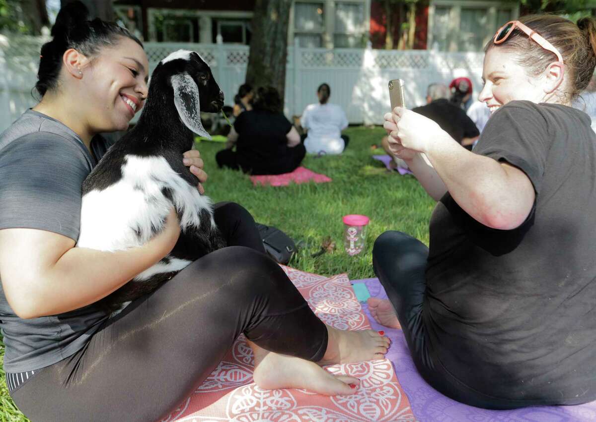 Goat yoga classes are perfect for Instagram photo-ops