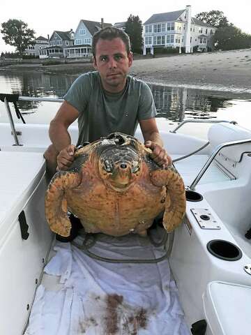 Mystic Aquarium conducting necropsy on sea turtle found dead in Branford