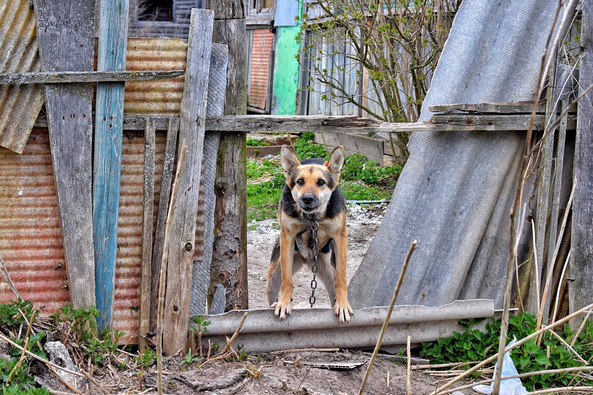 Helping a neglected dog outside the San Antonio city limits