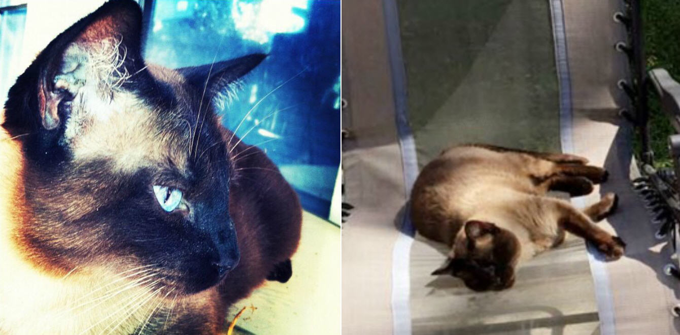 Texas woman's cat is being held for ransom by supposed 'rescue group'