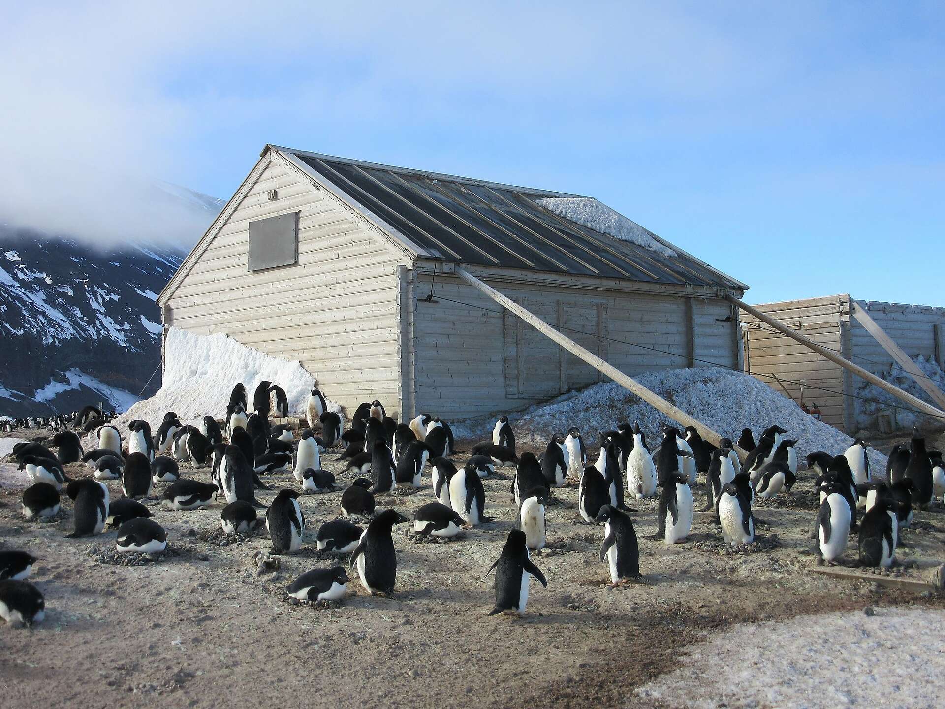 106-year-old Antarctic fruitcake found, might be edible