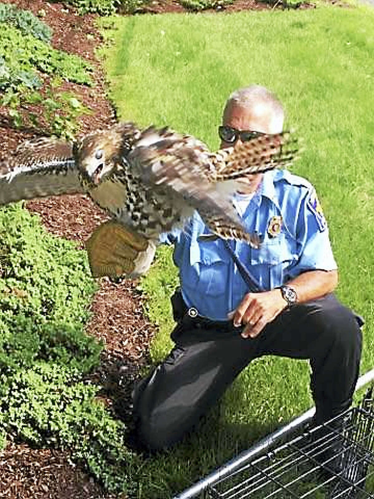 Killingworth rehabilitation center caring for injured hawk rescued by ...