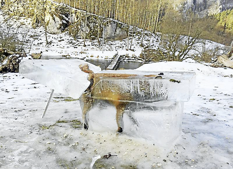 Frozen fox extracted from Danube, displayed in block of ice