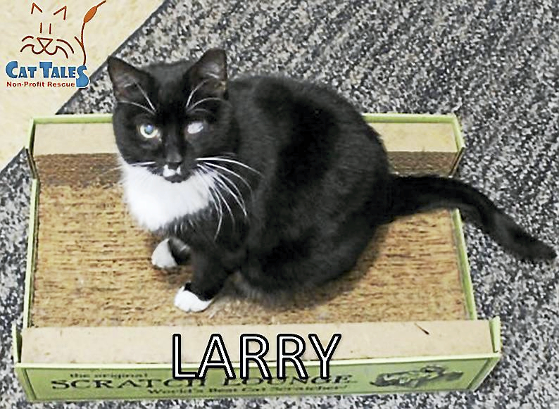 Pet of the day: Larry