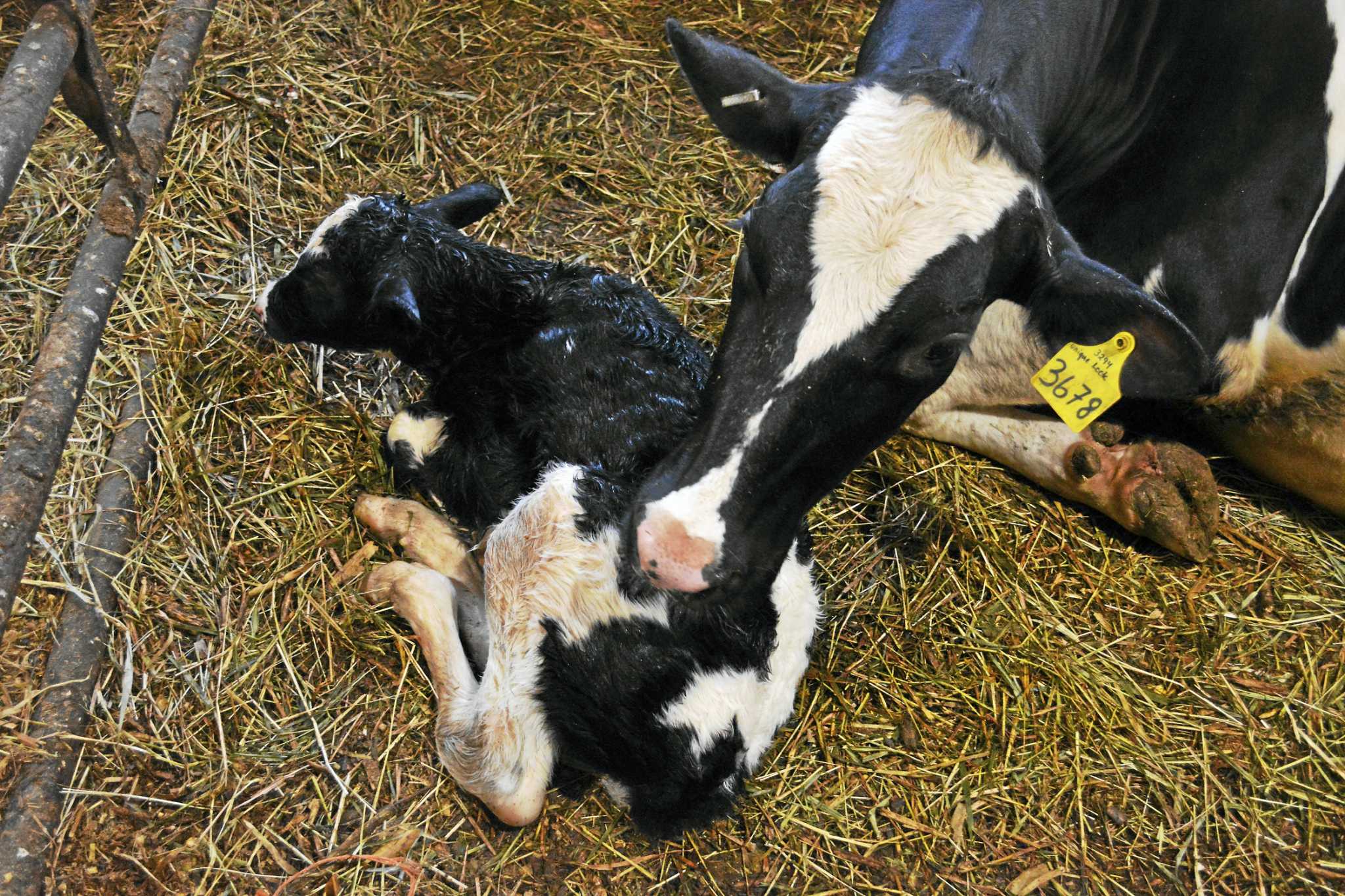 Farming dynasty: Greenbackers of Durham have been working land since ...