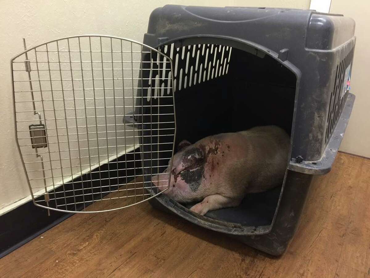 Houston animal rescuers save mutilated pig used in 'practice' for dog ...