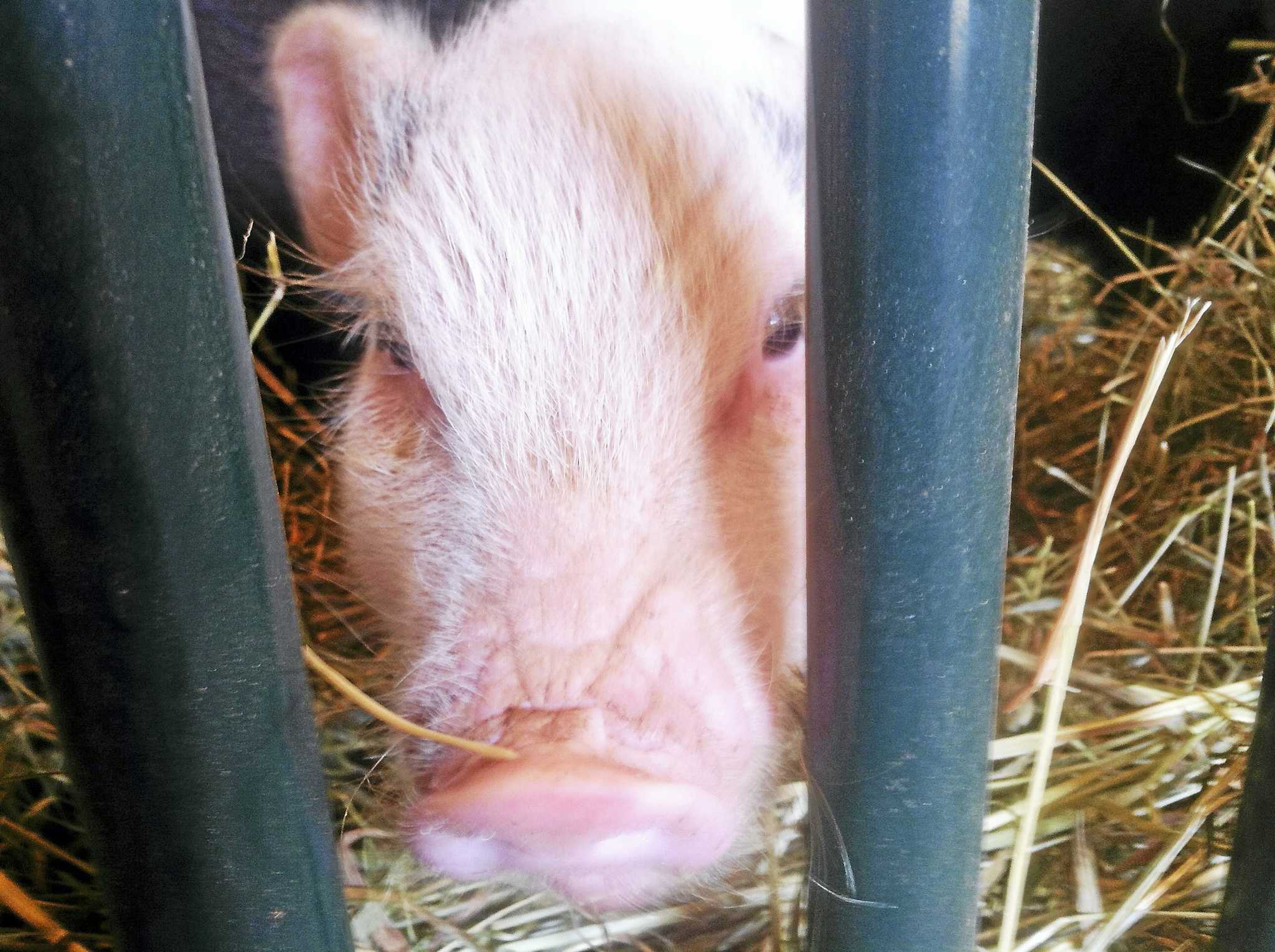 4 reasons organic animal products cost more