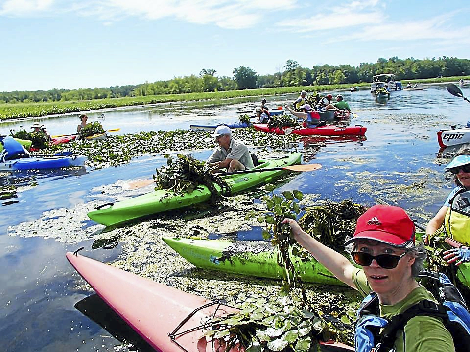 Another view: Water chestnuts threaten Floating Meadows in Middletown