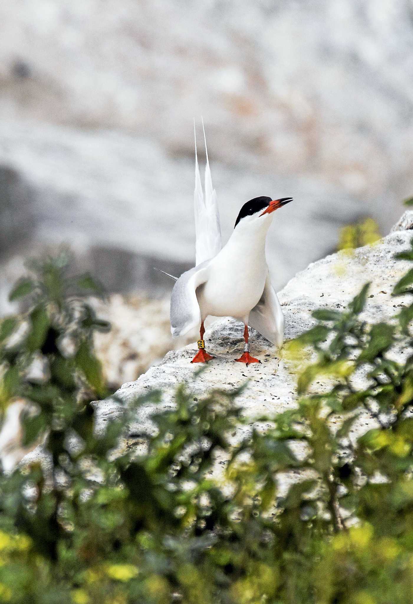 Camp out for the Great Gull Island Project