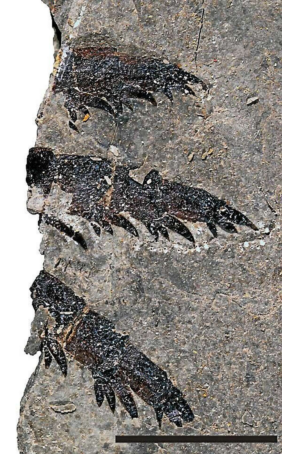 Fossils reveal 467 million-year-old sea predator