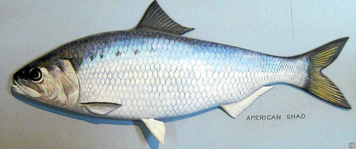 Meet the humble shad — Connecticut’s state fish