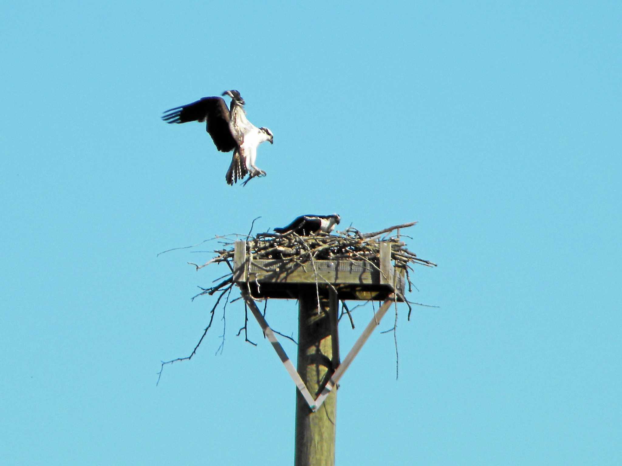 Connecticut ‘citizen science’ helps monitor thriving osprey population