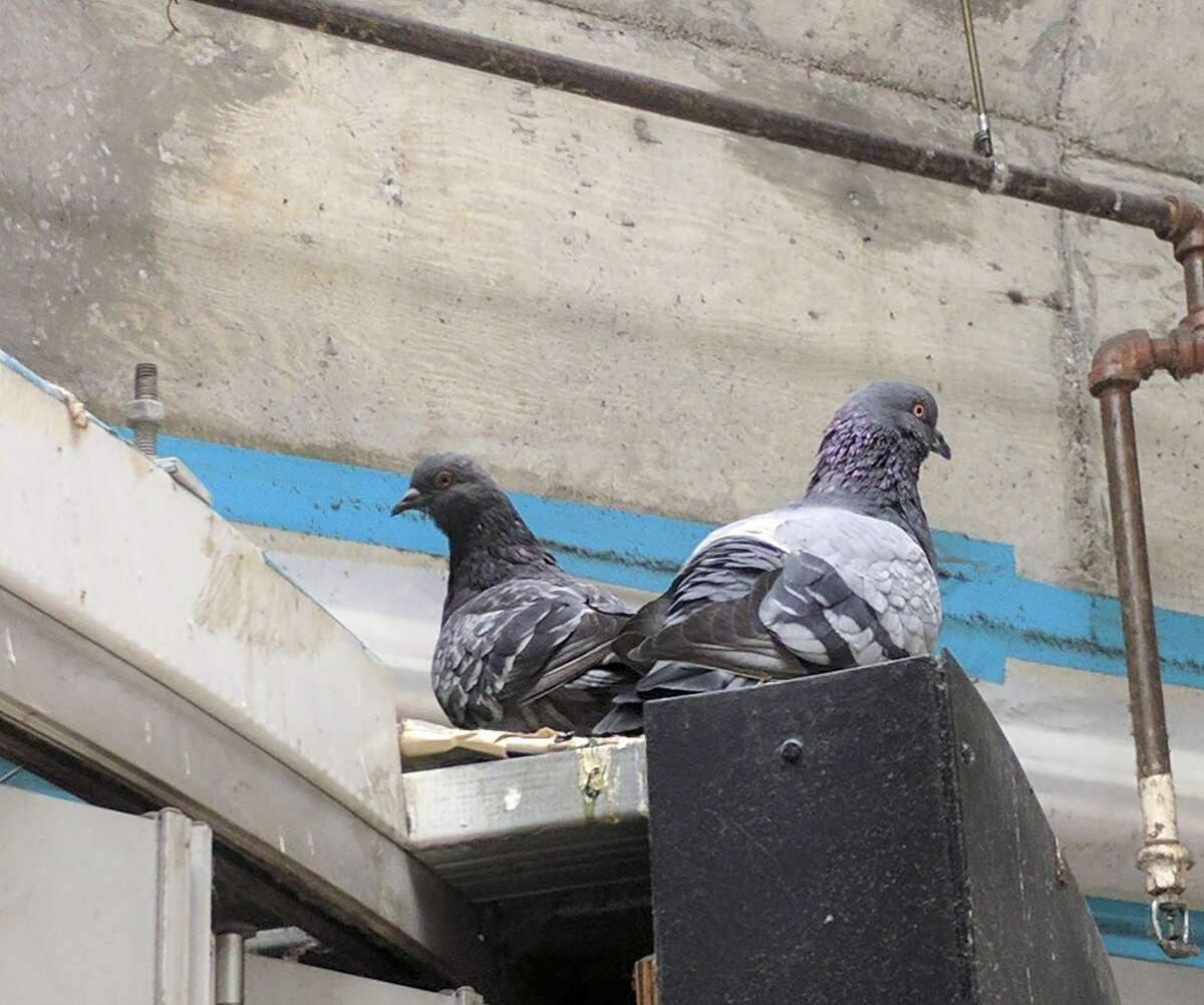 Pigeons won't stop pooping all over the Powell BART station, despite ...