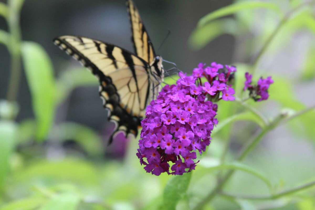 What’s blooming? Butterflies flock to these flowers