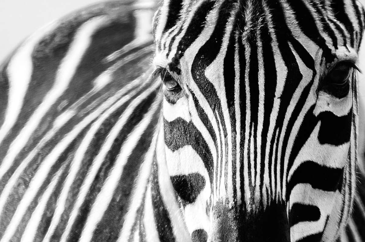 Texas' craziest high school mascots