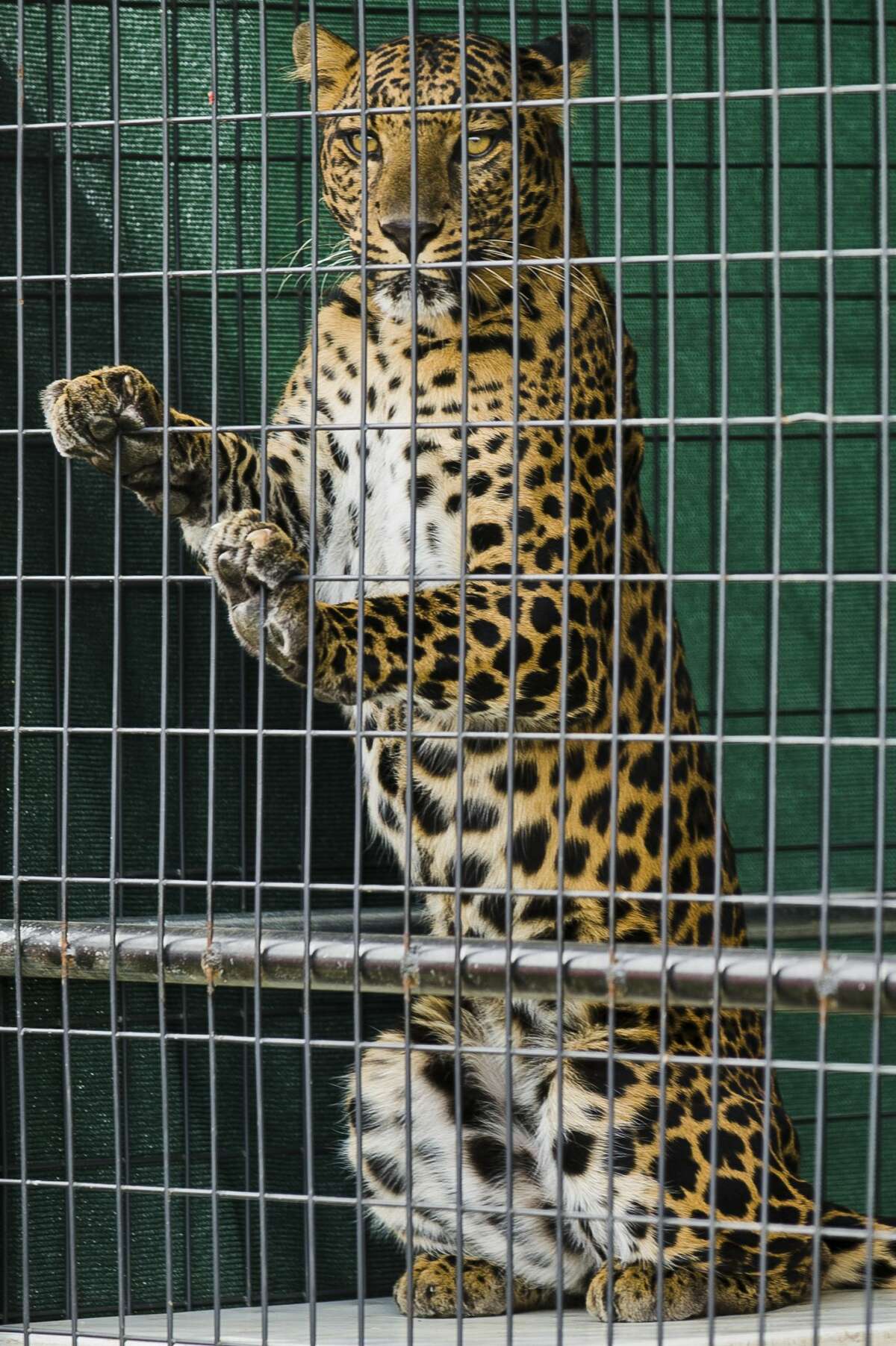 Things get wild at fair with animal show