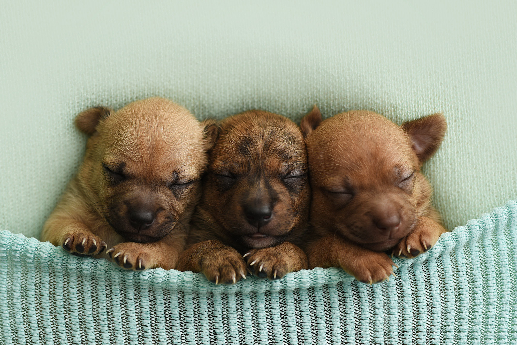 Video: Tiny shelter puppies star in their own adorable newborn photo shoot