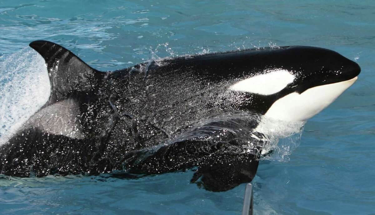 SeaWorld euthanizes killer whale at California park after 9-year battle ...