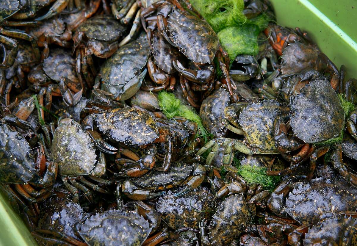 Invasive crabs flourish in Marin lagoon, despite eradication efforts