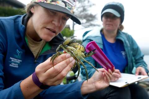 Invasive crabs flourish in Marin lagoon, despite eradication efforts