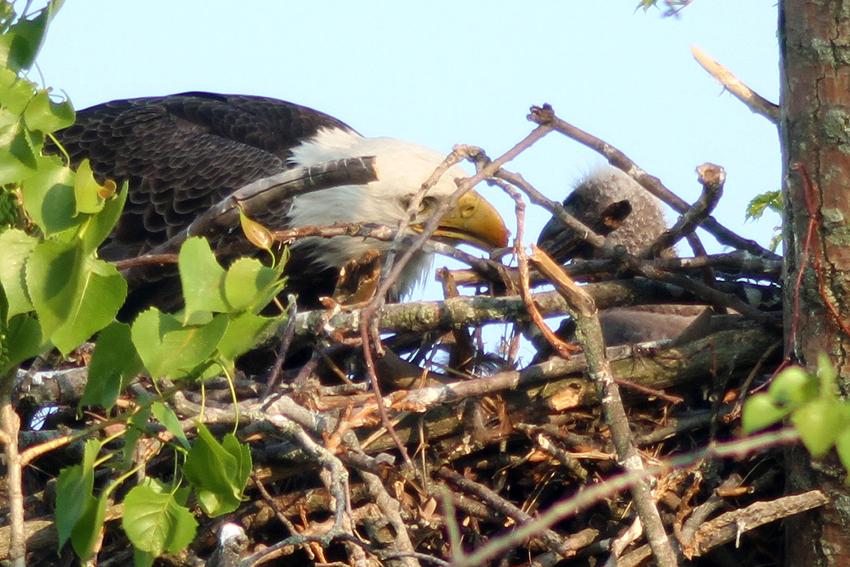 Bald Eagle family lands in Hamden