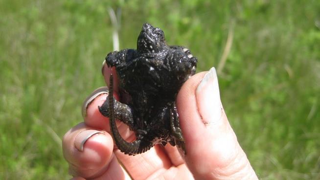Connecticut proposes regulations to protect the snapping turtle
