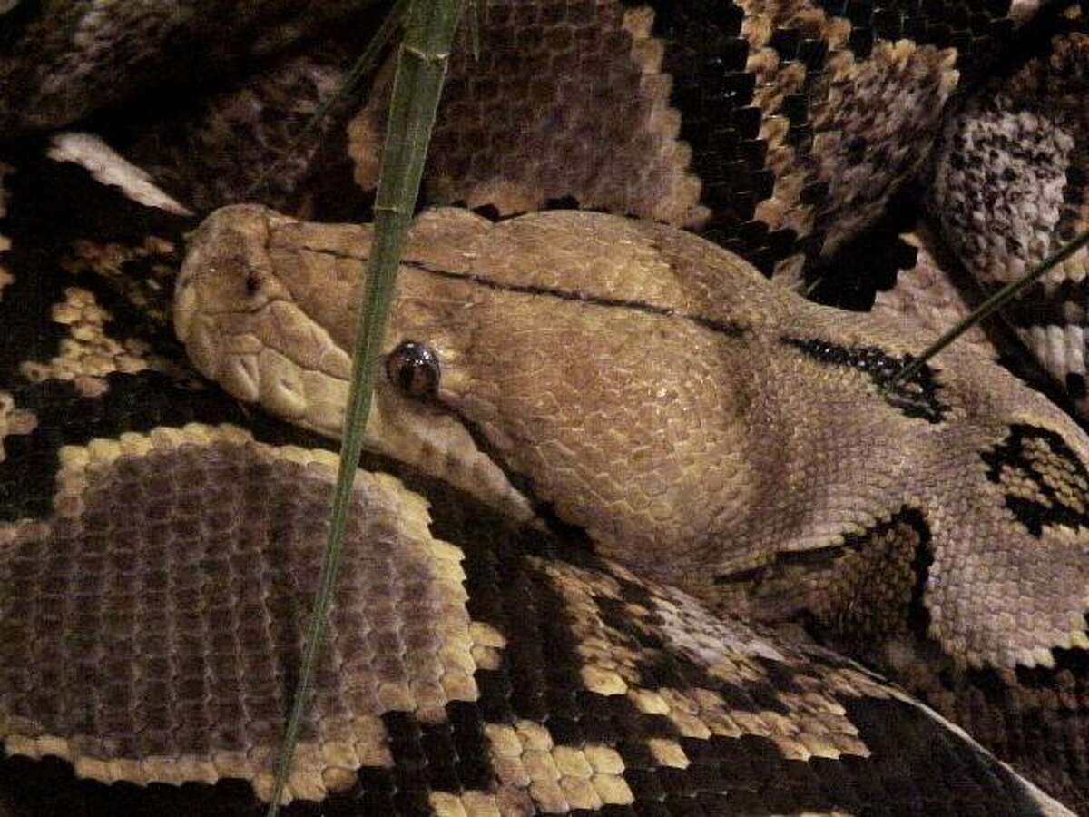 Reticulated pythons are world's longest snakes