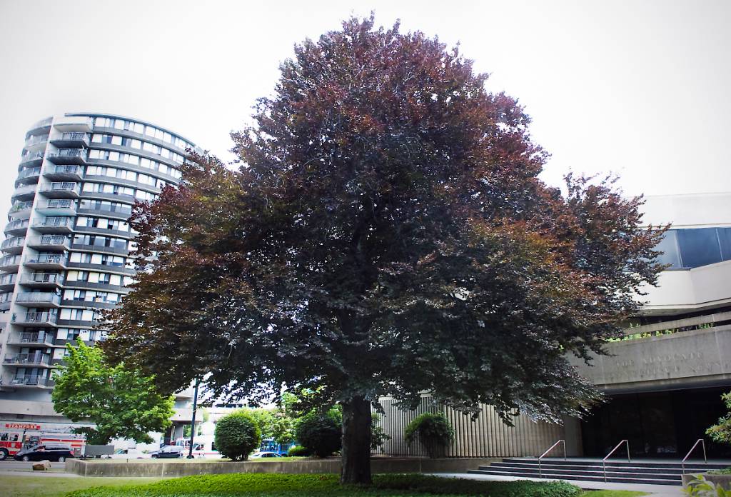 Angela Carella: Tree that rose with city is threatened