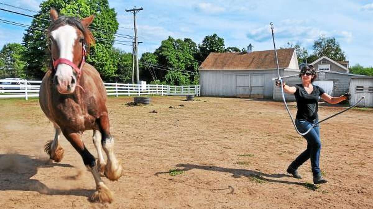 Middletown trainer helps tame Clydesdales at Haddam Neck rescue
